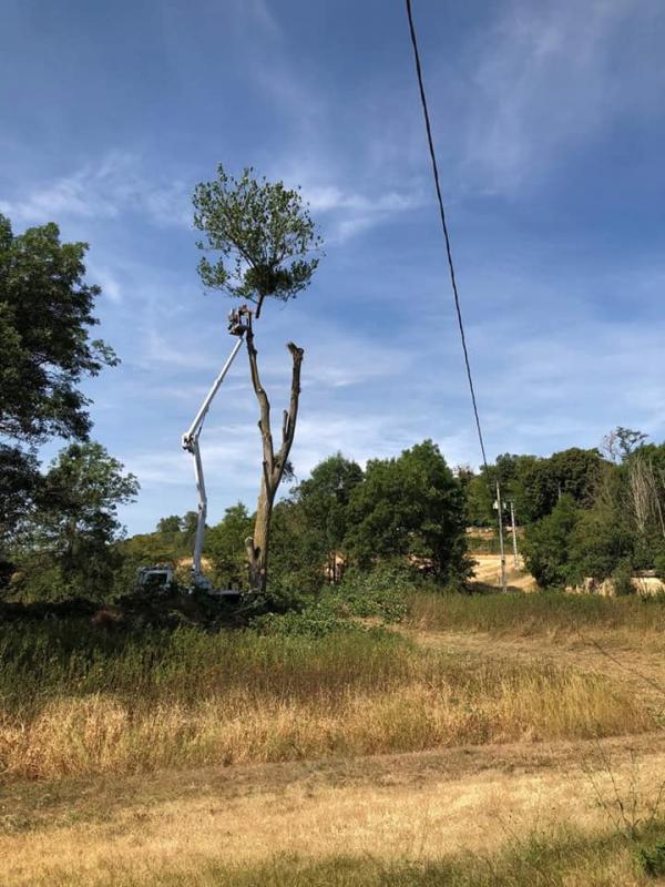 Abattage Elagage Essouchage Etivey, Création et Aménagement de jardins ...